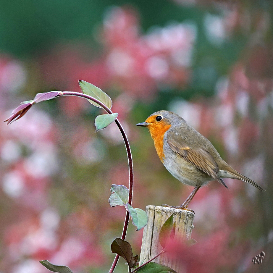 Sur le piquet ... il posait ... photo et image | animaux, animaux ...