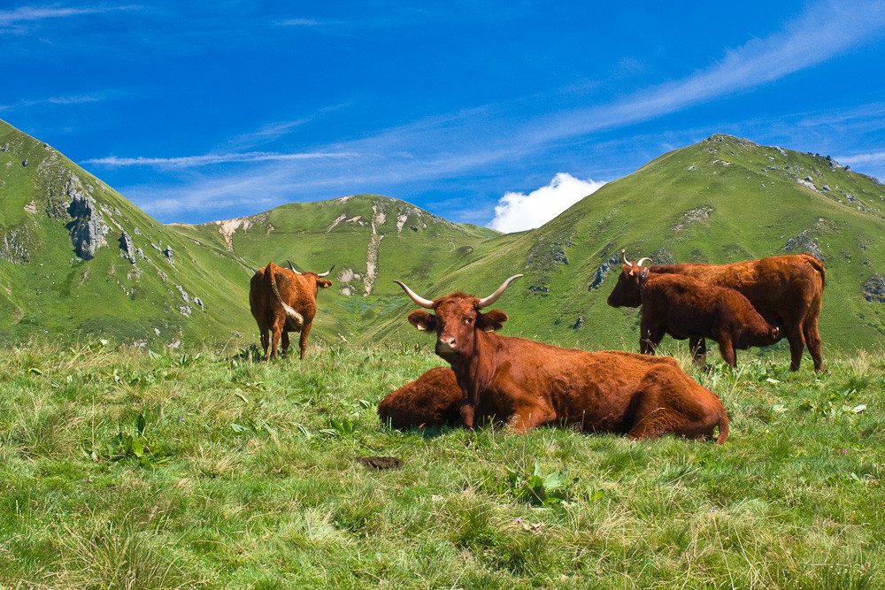 Sur les prairies du Sancy photo et image | animaux, animaux domestiques ...