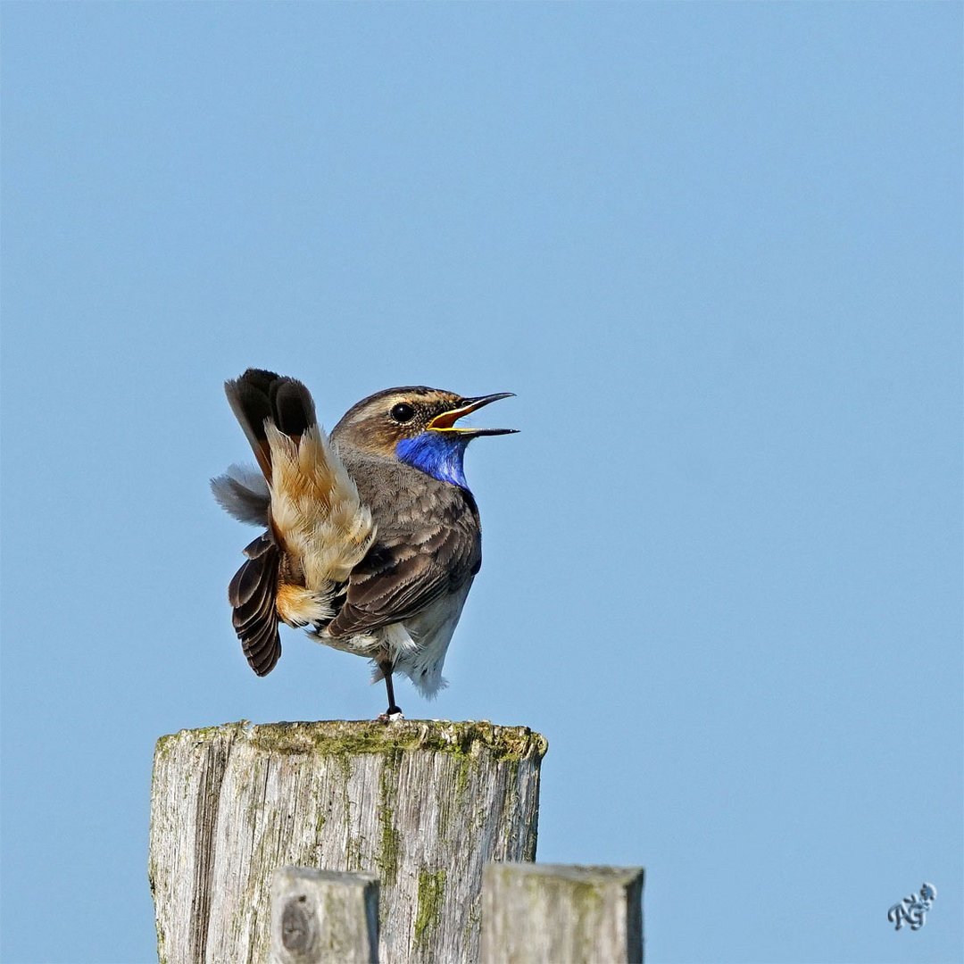Sur une patte !!! photo et image | nature, animaux, oiseaux Images ...