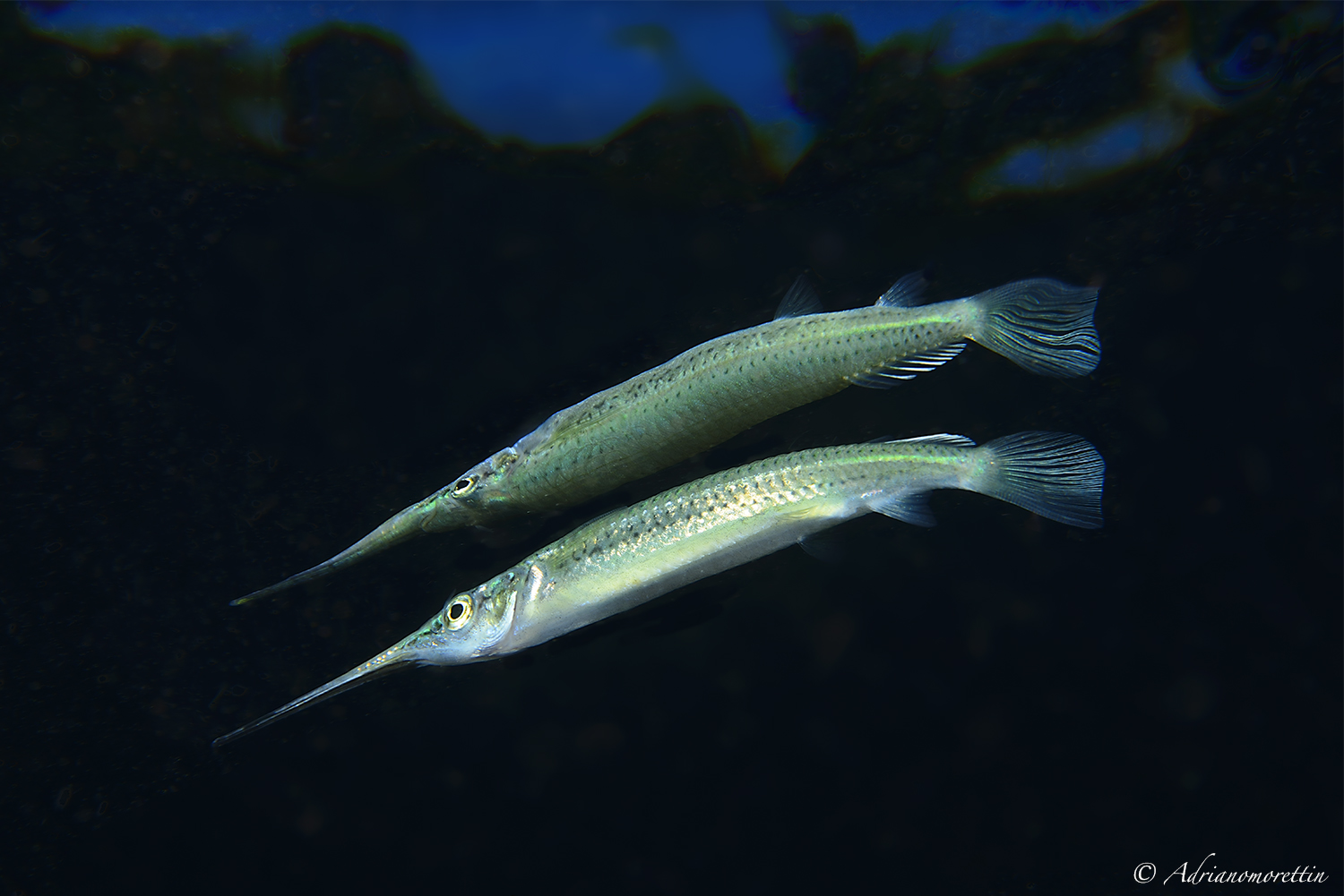 Surface fish Foto % Immagini| animali, pesci e molluschi, foto ...