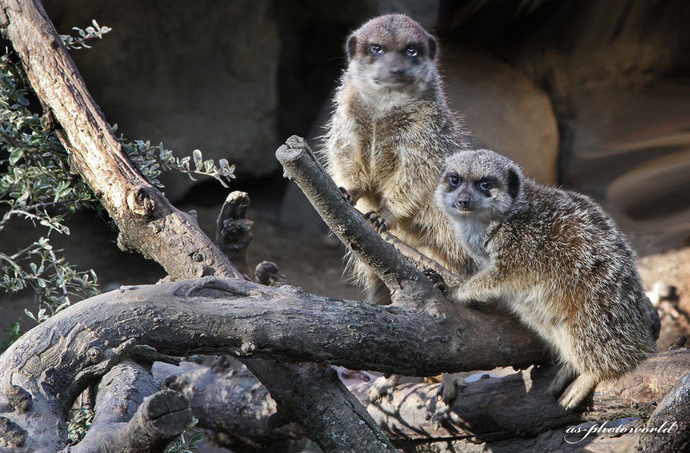 SURICATA suricatta Foto & Bild | fotos, outdoor, natur Bilder auf ...