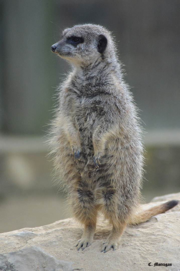 Suricate photo et image | animaux, animaux sauvages, nature Images ...
