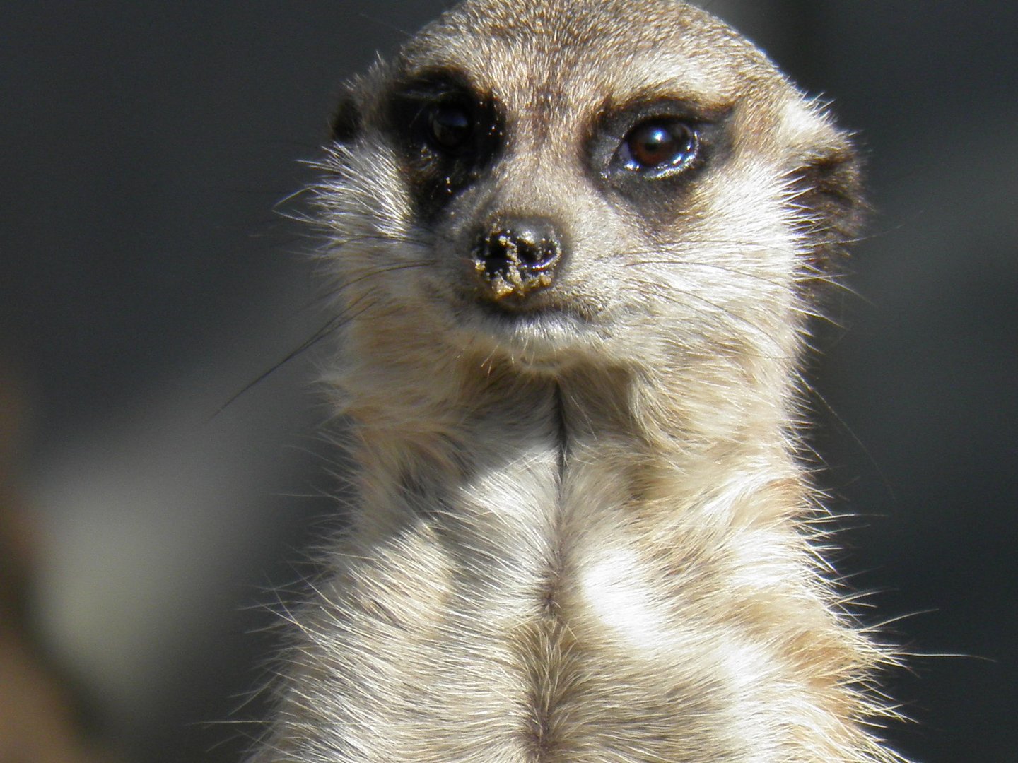 Suricato Imagen & Foto | animales, naturaleza Fotos de fotocommunity