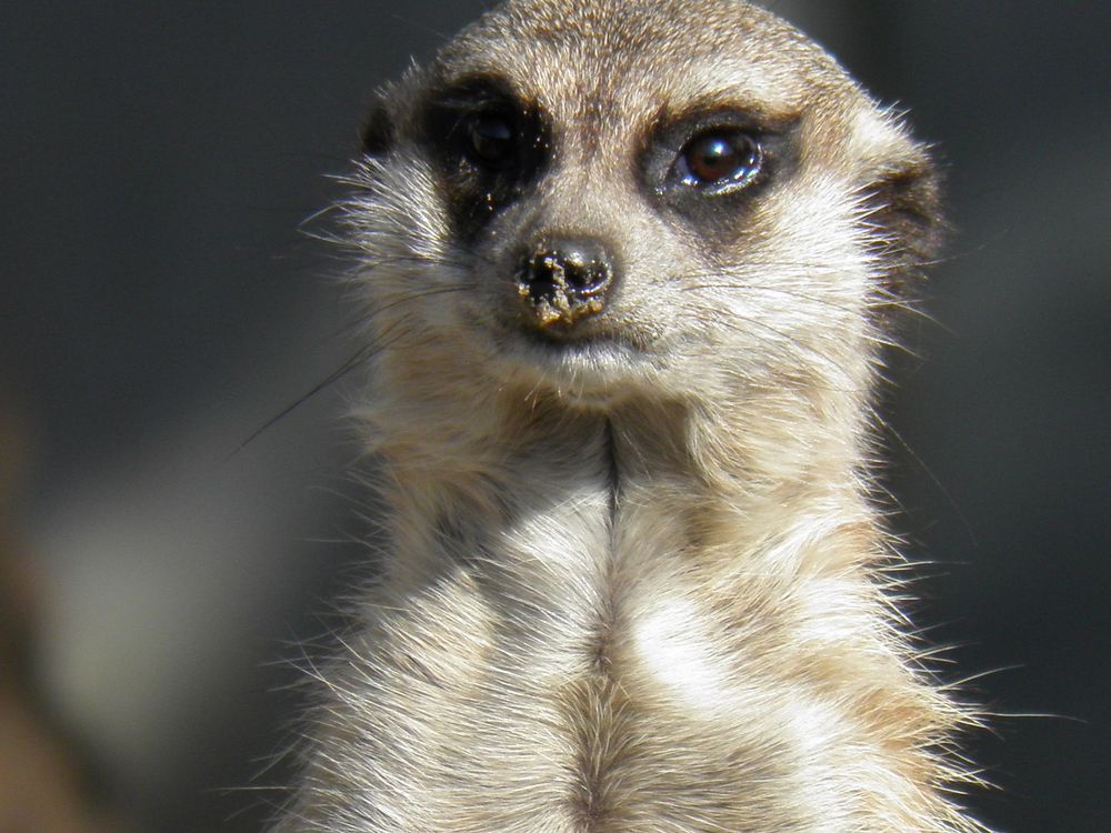 Suricato Imagen & Foto | animales, naturaleza Fotos de fotocommunity