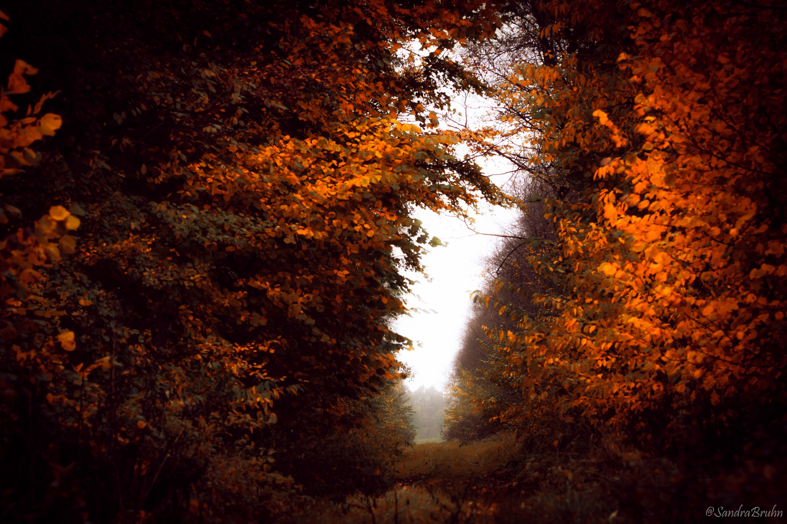 Surrounded by gold Foto & Bild | jahreszeiten, herbst, fotos Bilder auf ...