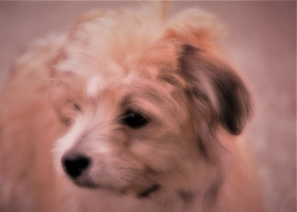 Susi Foto & Bild | fotos, world, hunde Bilder auf fotocommunity