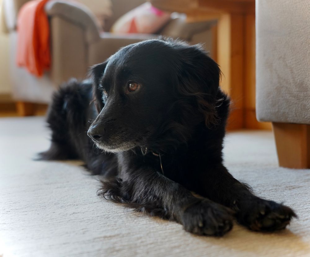 Susi lebt nun bei uns Foto & Bild | tiere, haustiere, hunde Bilder auf ...