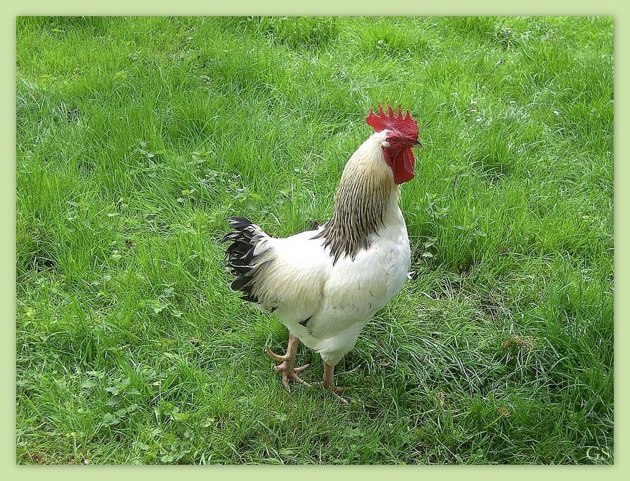 Sussex - Hahn Foto & Bild | tiere, haustiere, sonstige Bilder auf ...