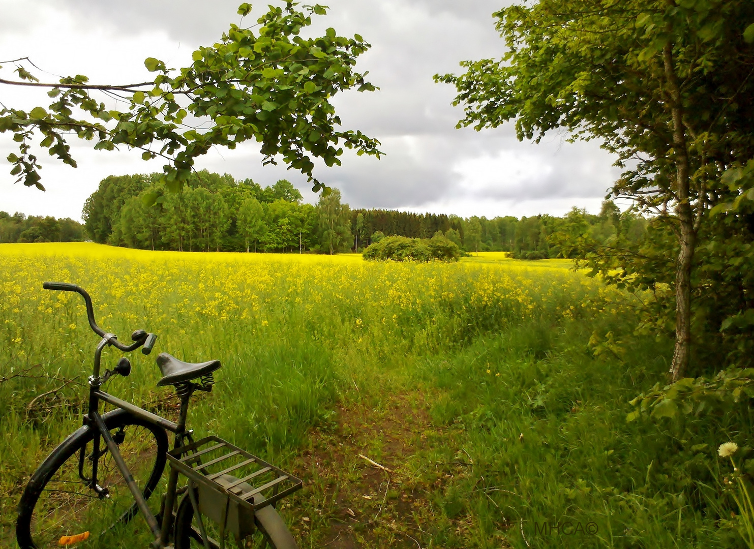 Sverige * Östergötland * Cykeltur Raps Foto & Bild | sommer, handy ...