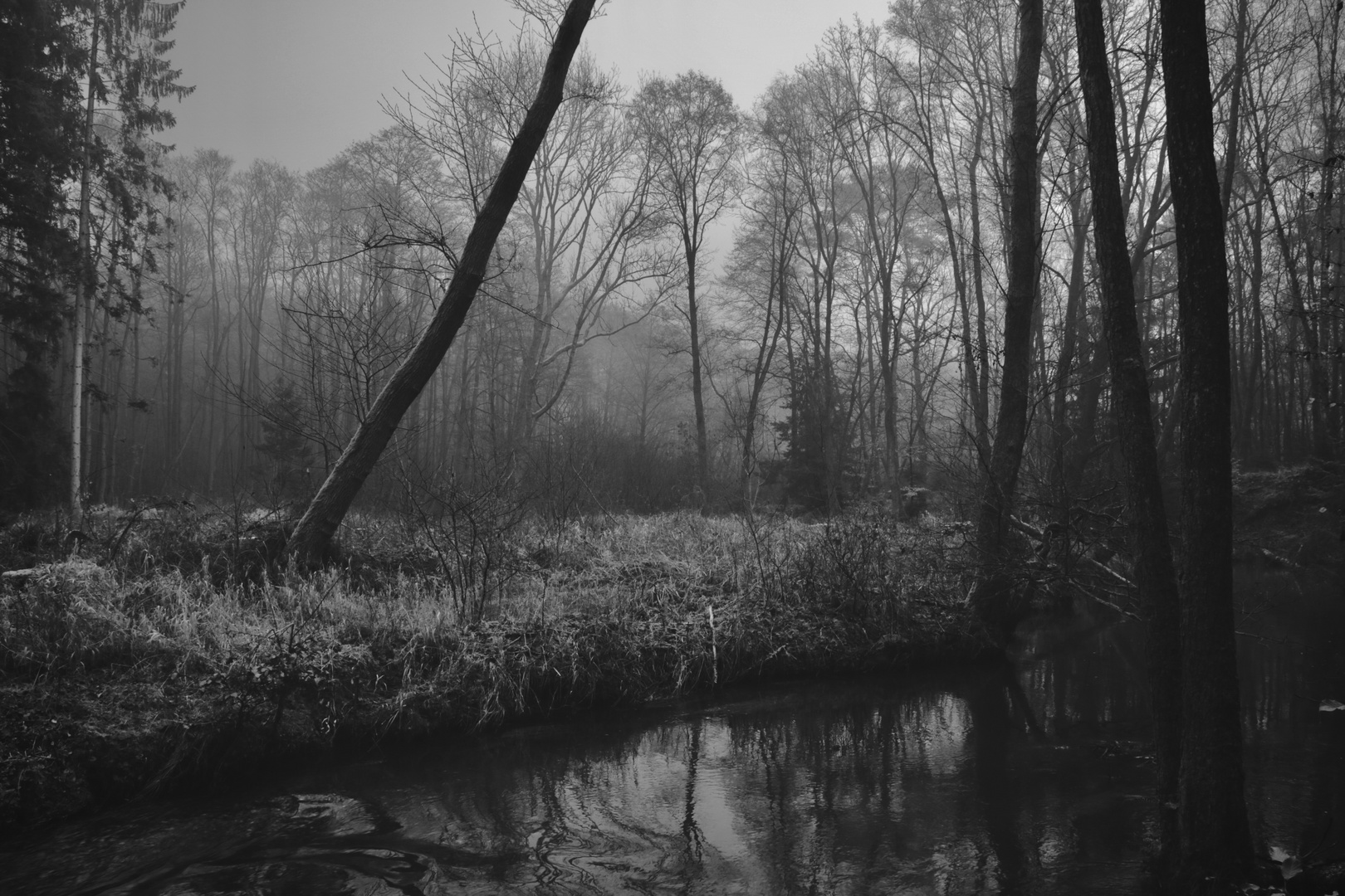 sw Foto & Bild | wald, sw, natur Bilder auf fotocommunity