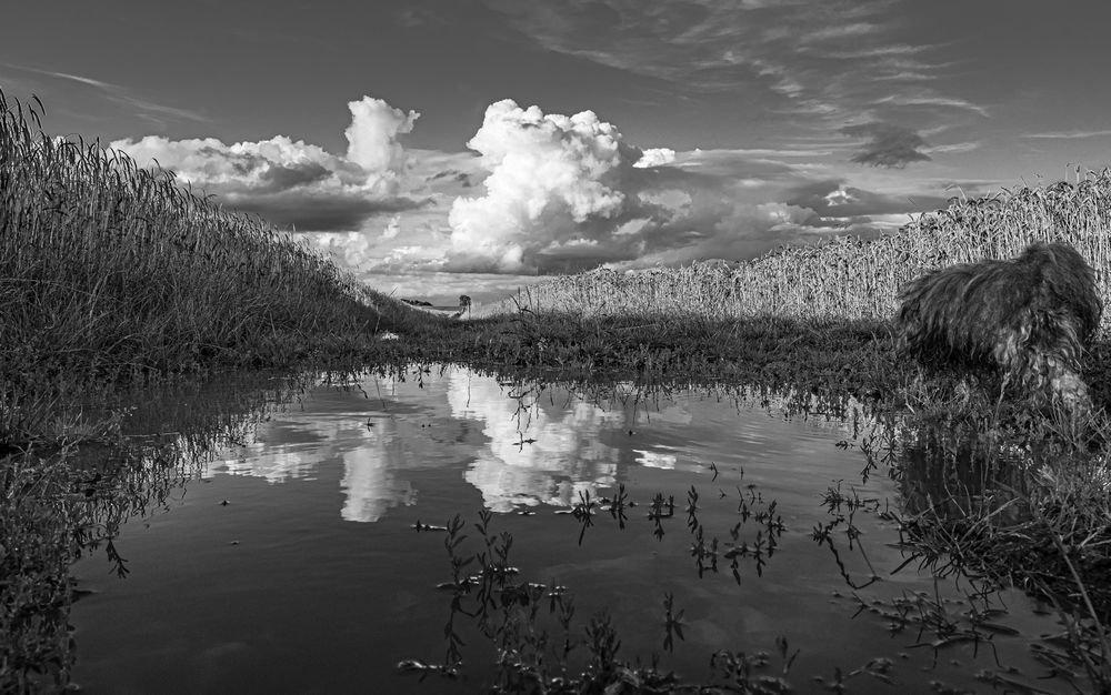 SW-Feldwegpfützenspiegelung mit Wolke und kleinem Hund Foto & Bild | projekte, monochrom ...