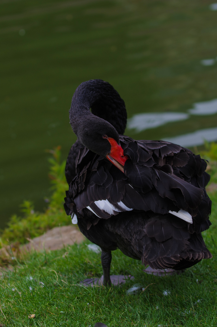 SW mit ein bisschen rot.... Foto & Bild | tiere, wildlife, wild lebende ...