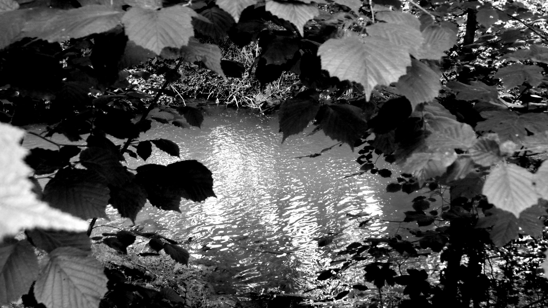 SW-Thementag Foto & Bild | landschaft, jahreszeiten, projekte Bilder auf fotocommunity