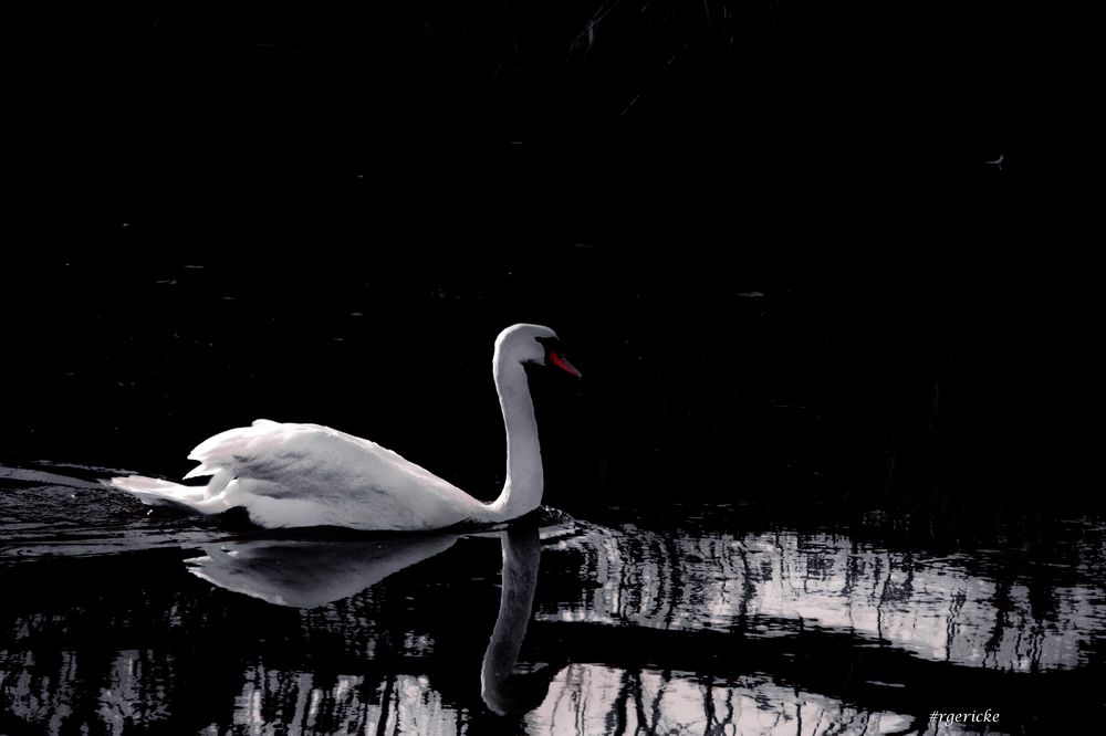 Swan King ... Foto & Bild | tiere, natur Bilder auf fotocommunity