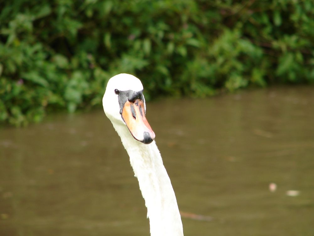 swan1 Foto & Bild | tiere, whitebeauty schwan, natur Bilder auf ...