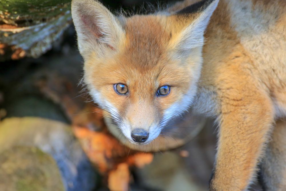 sweet fox Foto & Bild | fotos, world, outdoor Bilder auf fotocommunity