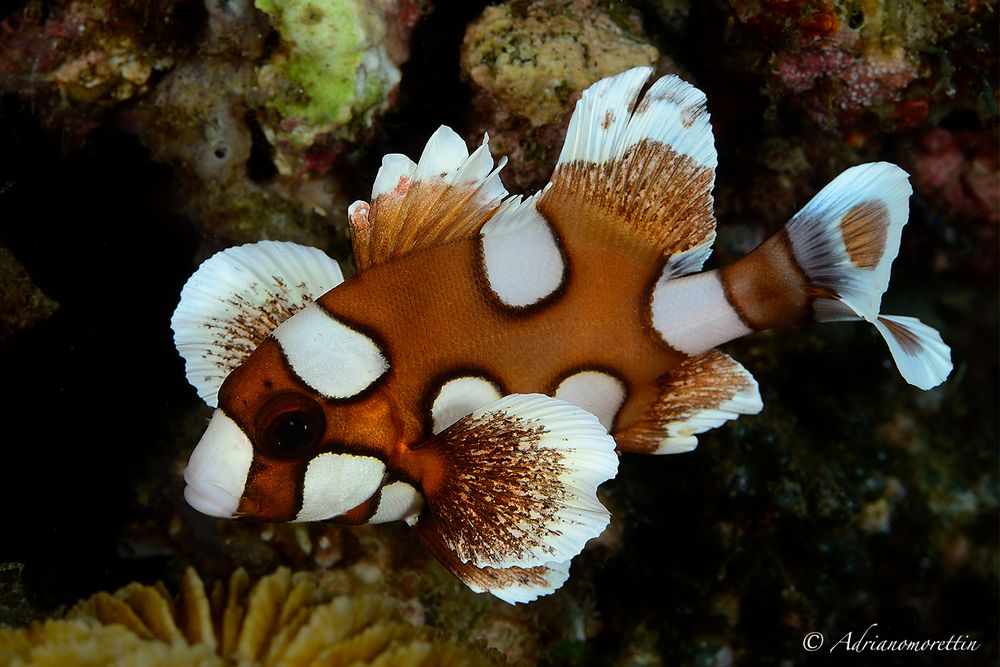 sweet leeps Foto % Immagini| animali, pesci e molluschi, foto subacquee ...