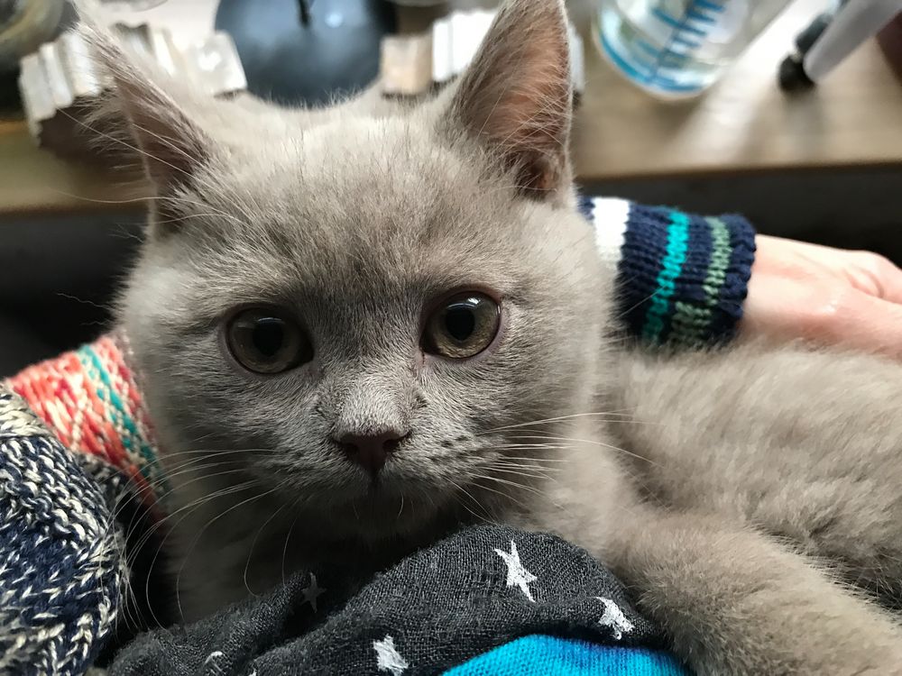 Sweet Little Cat Foto & Bild | tiere, haustiere, natur Bilder auf ...