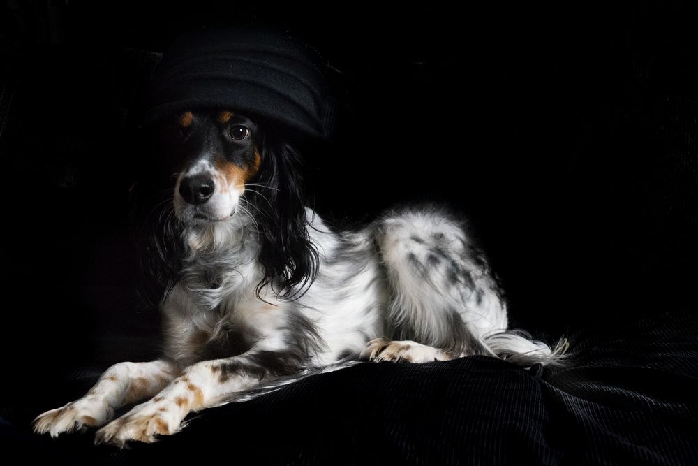 Sweet Zoe mit Hut Foto & Bild | spezial, hunde, available light Bilder ...