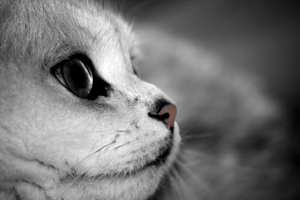 Sweety Foto & Bild | tiere, haustiere, katzen Bilder auf fotocommunity