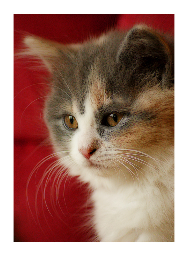 *sweety* Foto & Bild | tiere, haustiere, katzen Bilder auf fotocommunity