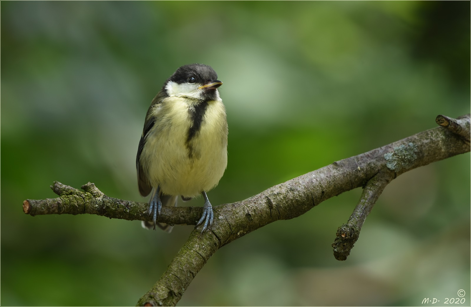 '' Sweety '' Foto & Bild | tiere, wildlife, wild lebende vögel Bilder ...