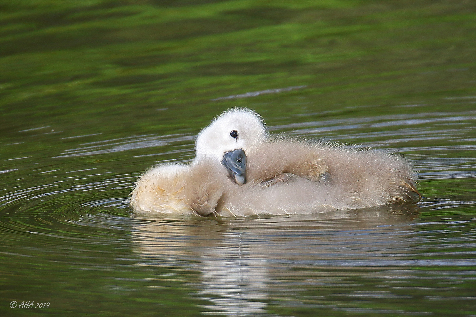 Sweety Foto & Bild | natur, tiere, vögel Bilder auf fotocommunity