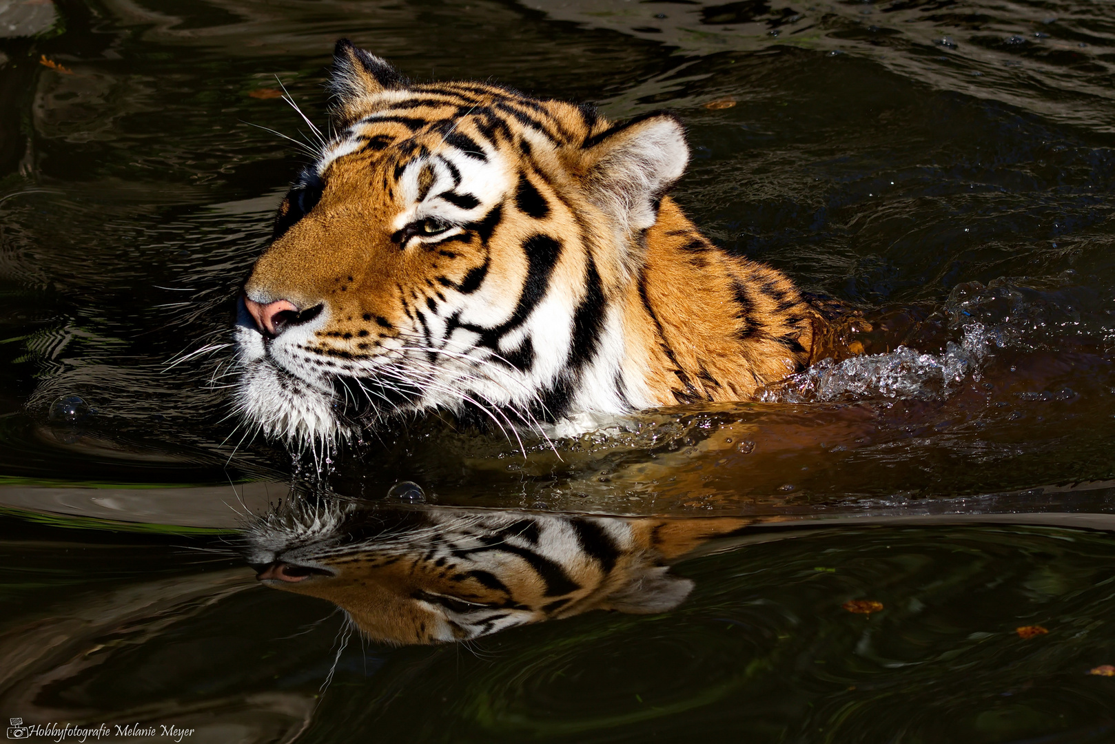 swimming tiger Foto & Bild | tiere, zoo, wildpark & falknerei ...