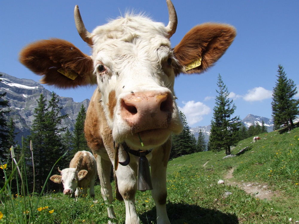 Swiss Alpine cow photo & image | animals, wildlife, wildlife misc ...