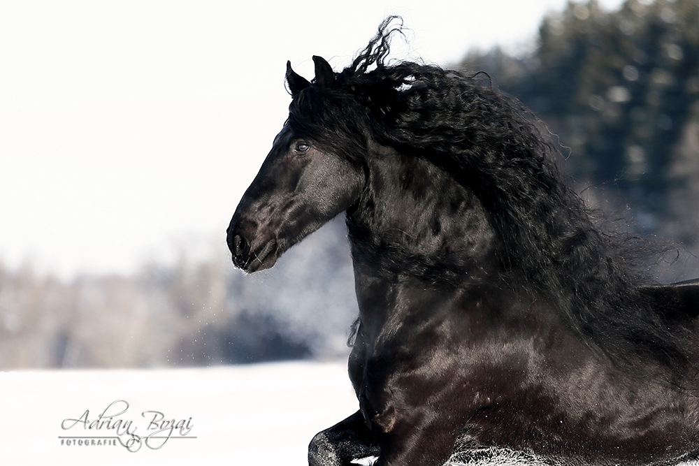Sybrand Foto & Bild | tiere, haustiere, pferde, esel, maultiere Bilder ...