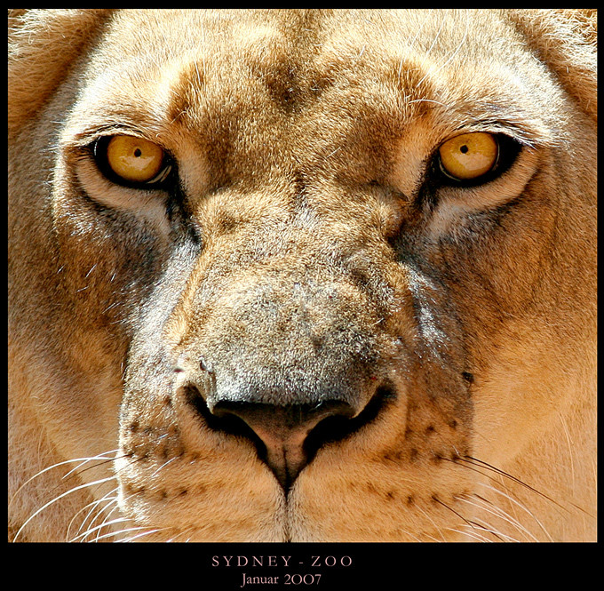 sydney lion Foto & Bild | tiere, zoo, wildpark & falknerei, säugetiere ...