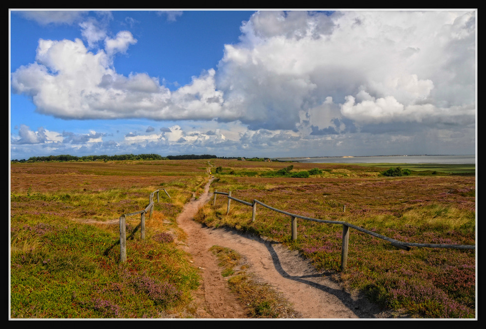 Sylt - In der Braderuper Heide Foto & Bild | landschaft, heide, natur ...