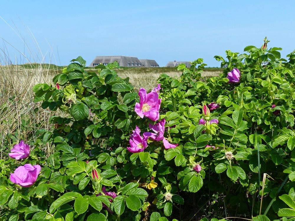Syltrosen Foto & Bild | pink, sylt, natur Bilder auf fotocommunity