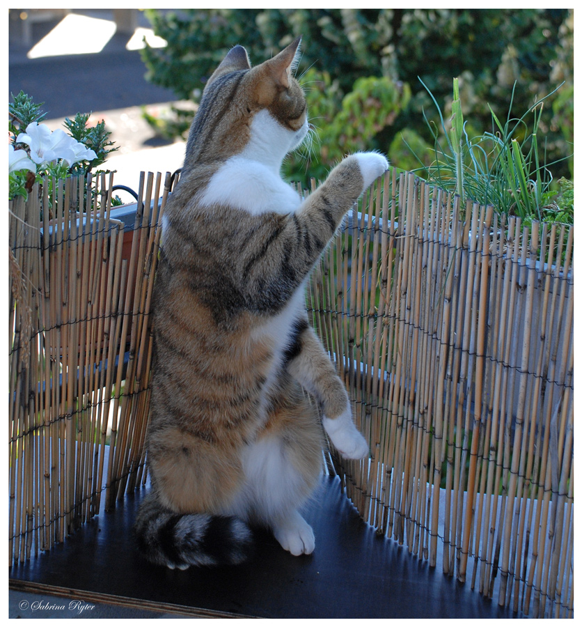 Sylvester ich halte... Foto & Bild | tiere, haustiere, katzen Bilder ...