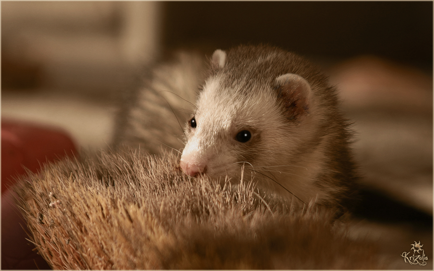 Symba photo et image | animaux, animaux sauvages, nature Images ...