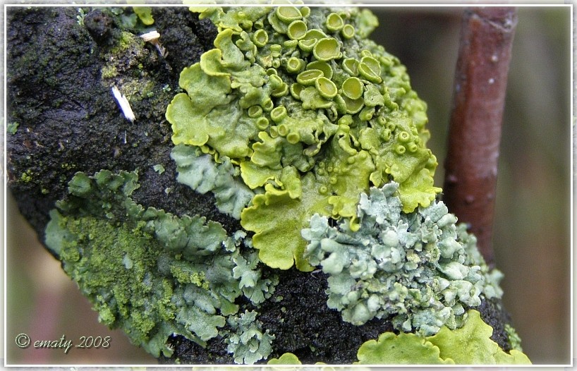 Symbiose Foto & Bild | pflanzen, pilze & flechten, pilze & flechten ...