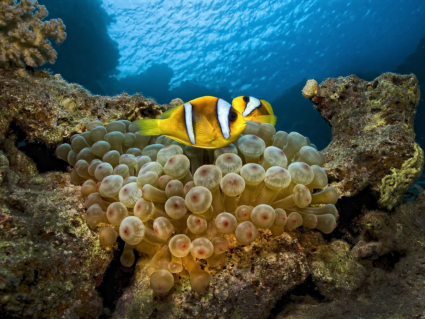 Symbiose Foto & Bild | tiere, wildlife, fische Bilder auf fotocommunity