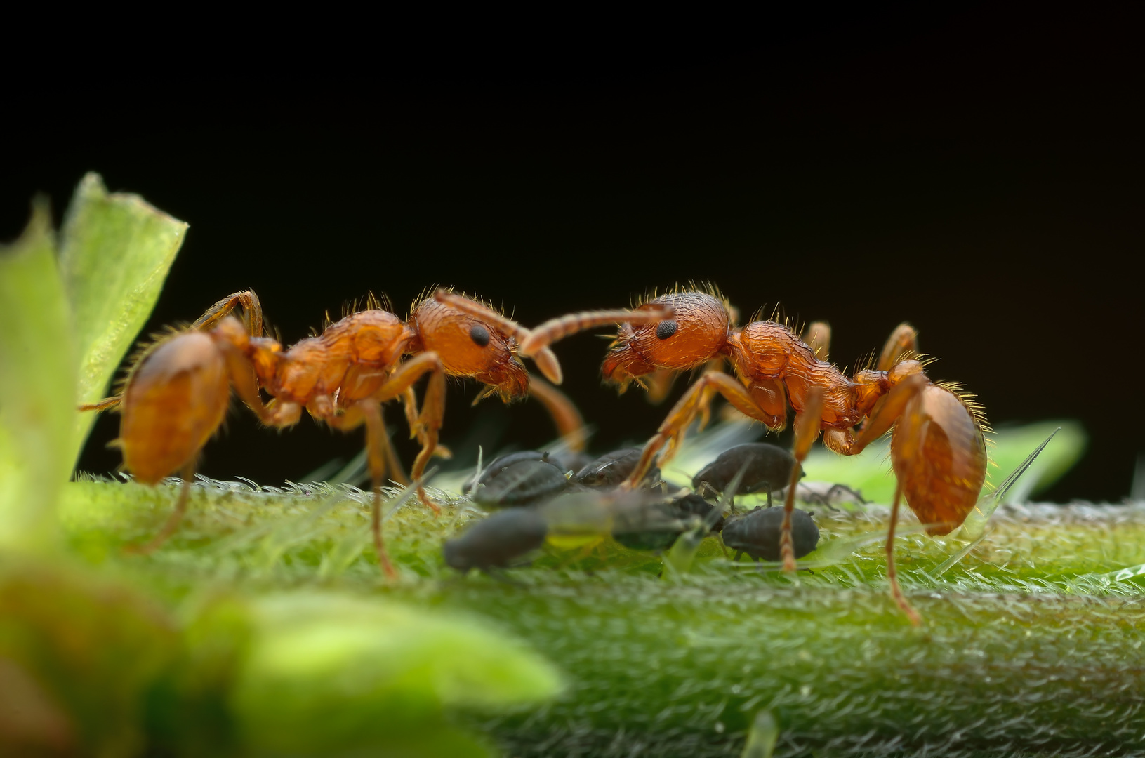 Symbiose (2) Foto & Bild | natur, insekten, ameise Bilder auf fotocommunity