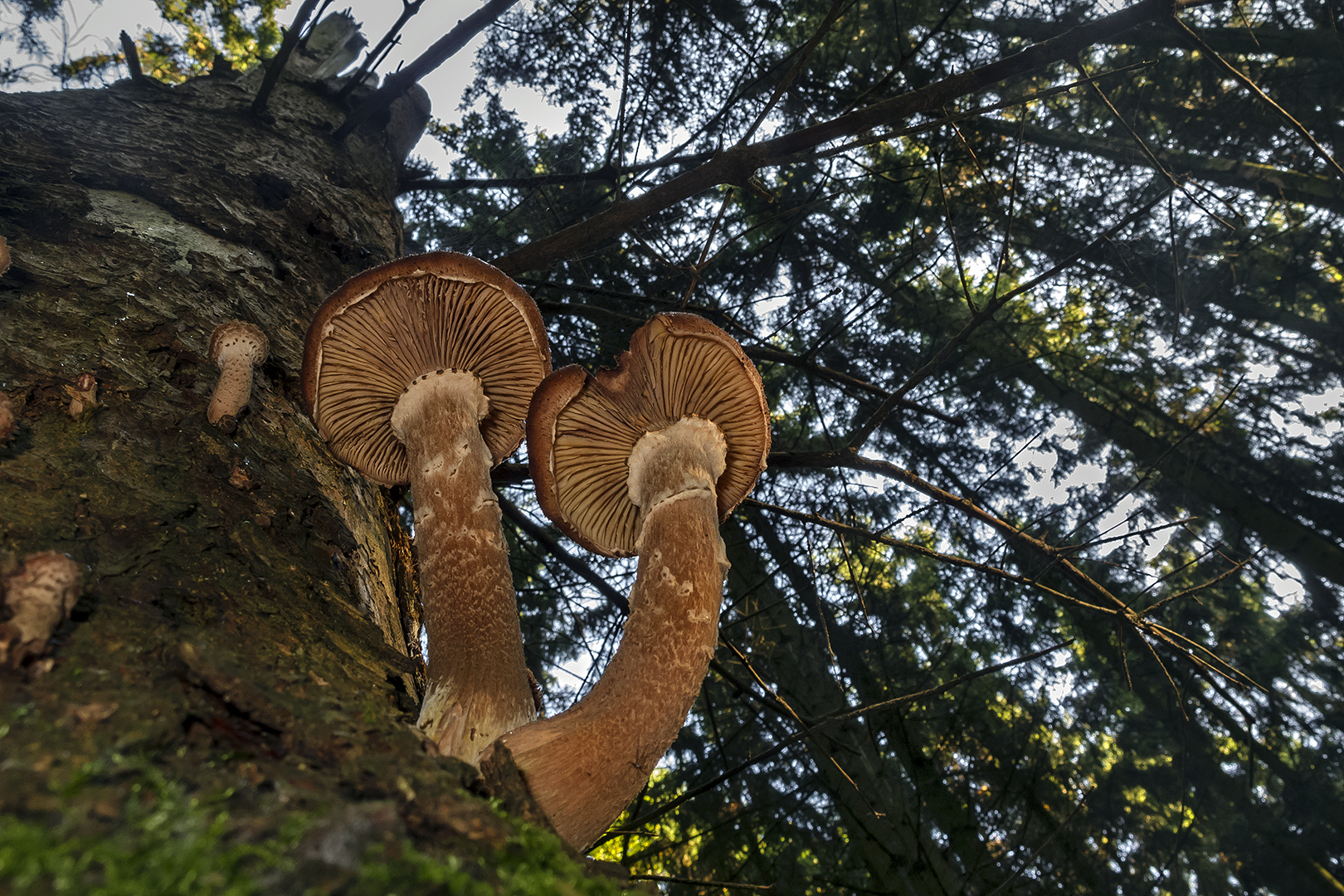 SYMBIOSE (2) Foto & Bild | wald, natur, herbst Bilder auf fotocommunity