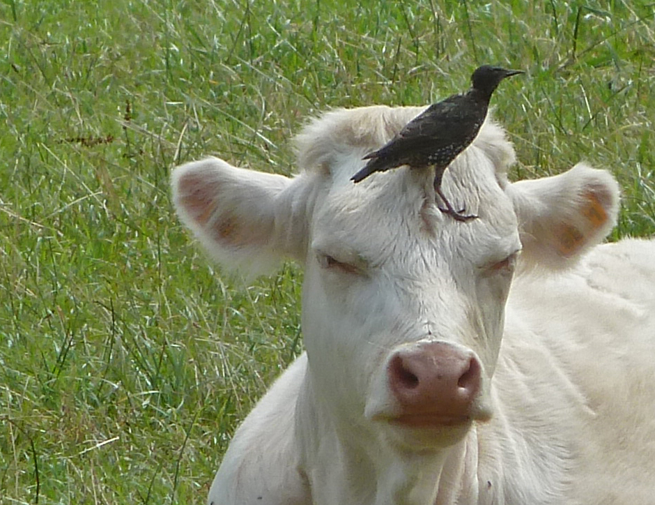 Symbiose Foto & Bild | tiere, tierfreundschaften, kuh Bilder auf ...