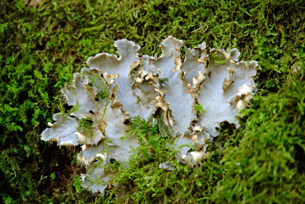 Symbiose. Foto & Bild | pflanzen, pilze & flechten, pilze & flechten, jahreszeiten Bilder auf ...