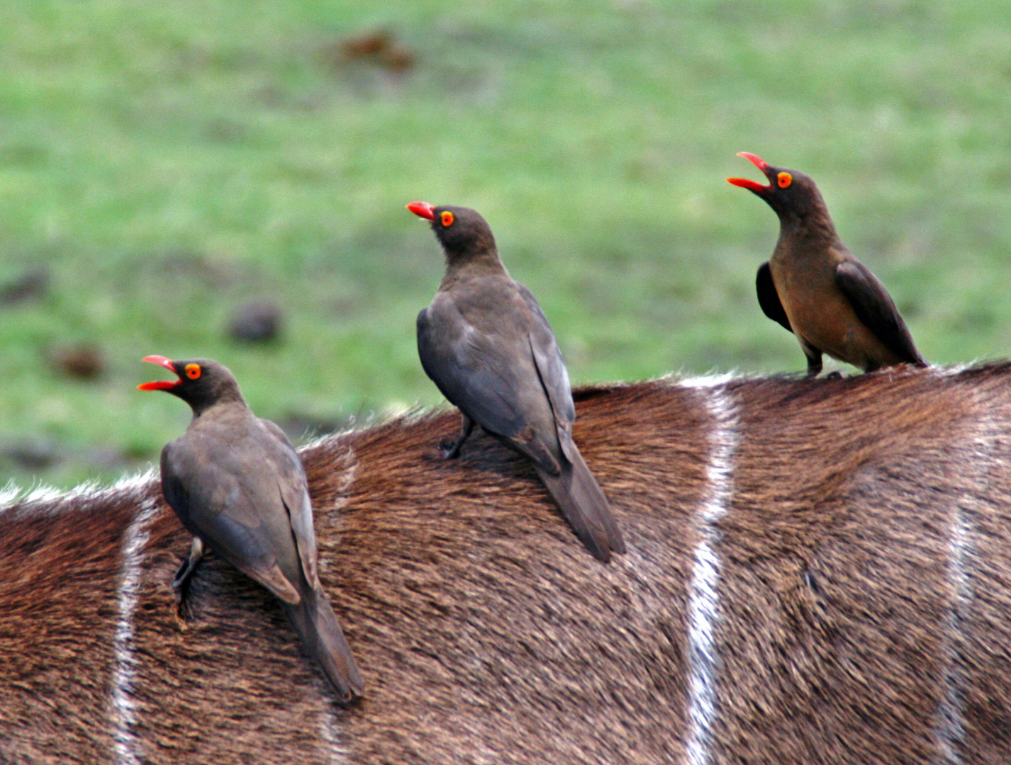 Symbiose Foto & Bild | tiere, wildlife, wild lebende vögel Bilder auf ...