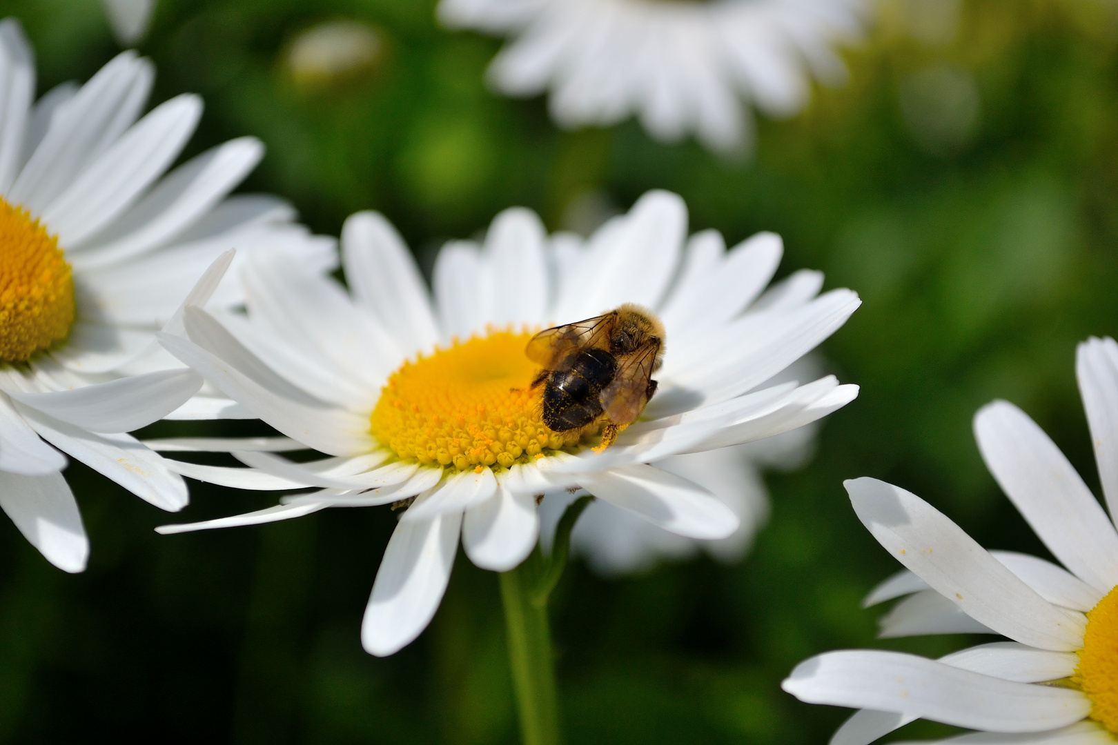 Symbiose Foto & Bild | tiere, tierdetails, natur Bilder auf fotocommunity