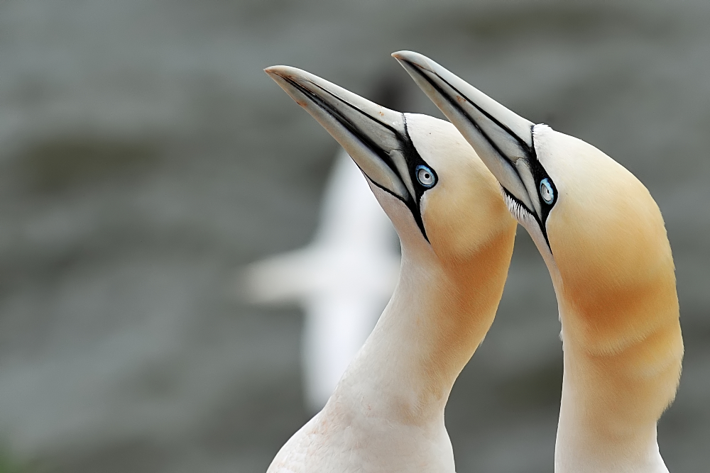 Symbiose Foto & Bild | tiere, wildlife, wild lebende vögel Bilder auf ...