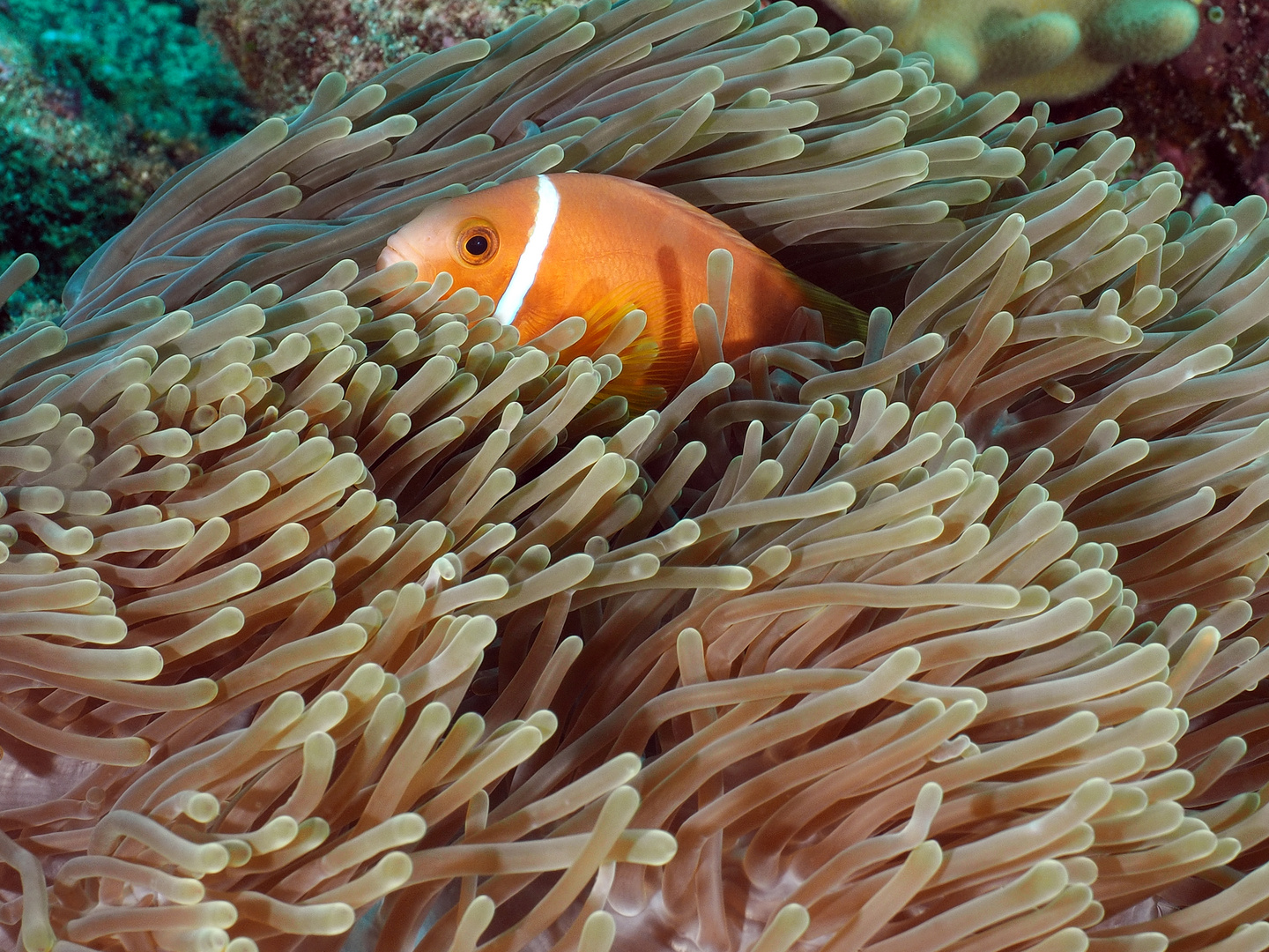 Symbiose Foto & Bild | unterwasser, uw-salzwasser, natur-kreativ Bilder ...
