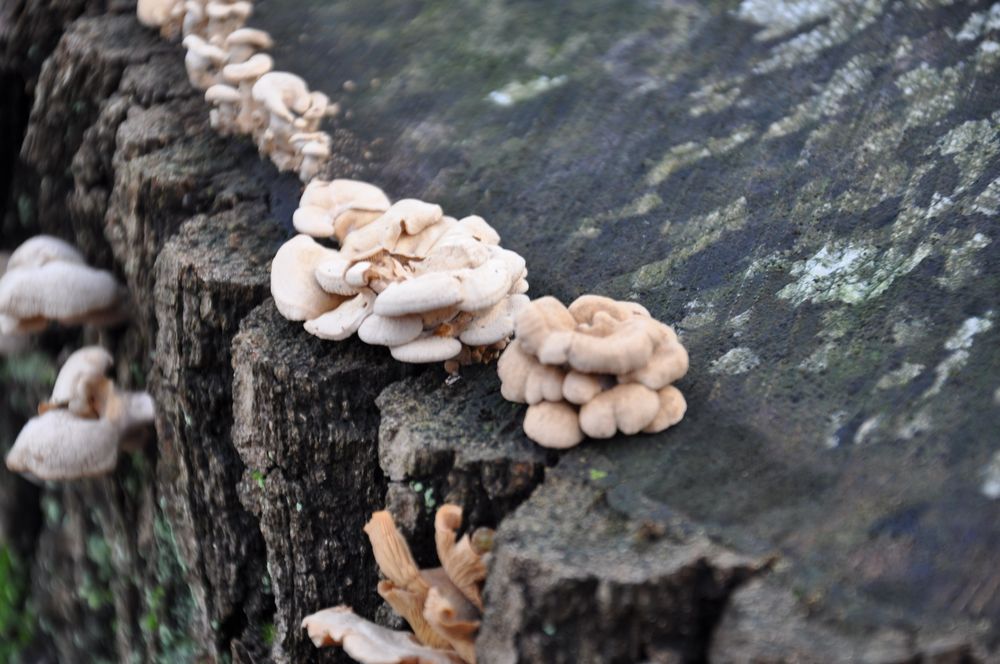 Symbiose Foto & Bild | pflanzen, pilze & flechten, pilze & flechten ...