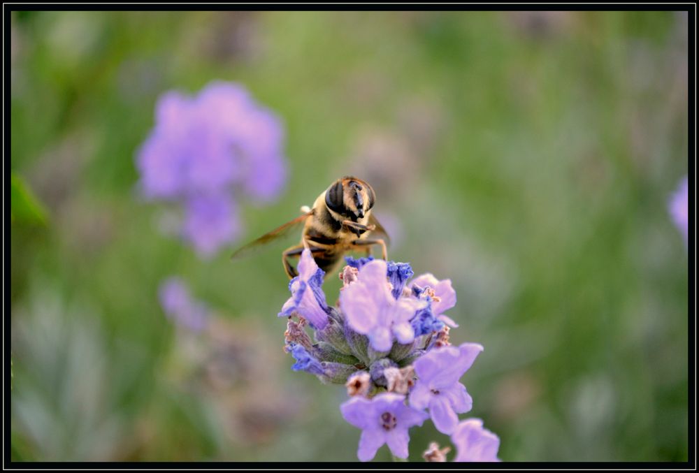 Symbiose der Natur Foto & Bild | tiere, wildlife, insekten Bilder auf ...