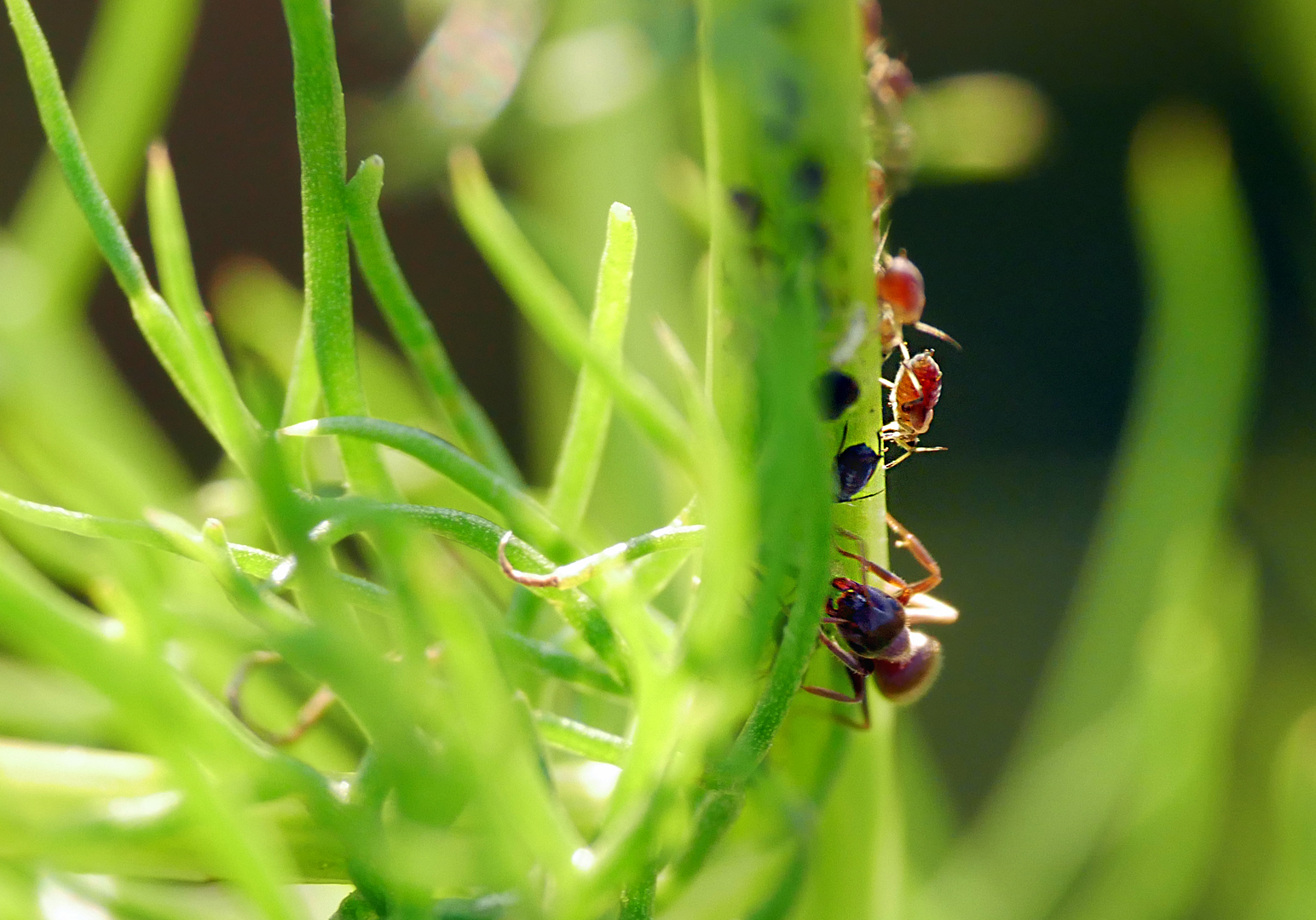 Symbiose I Foto & Bild | natur, insekten, tiere Bilder auf fotocommunity