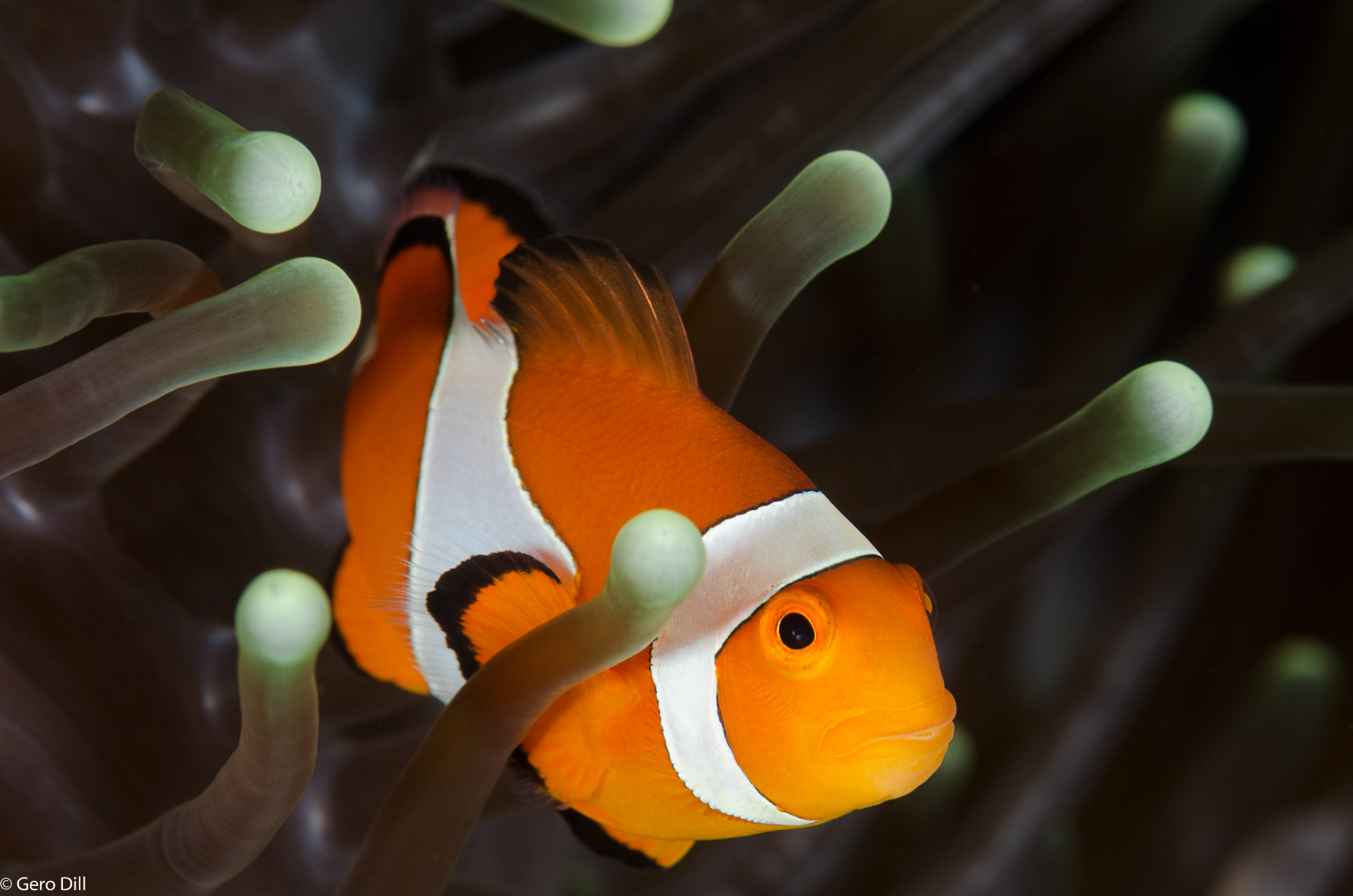 Symbiose_VI Foto & Bild | natur, tiere, wildlife Bilder auf fotocommunity