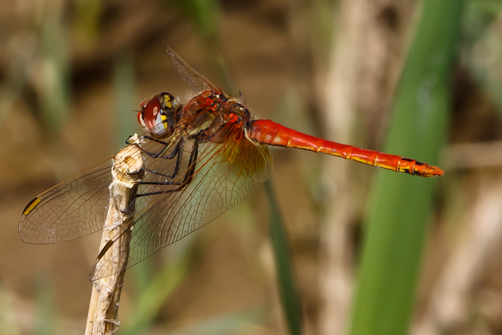 Sympetrum fonscolombii Imagen & Foto | animales, invertebrados ...